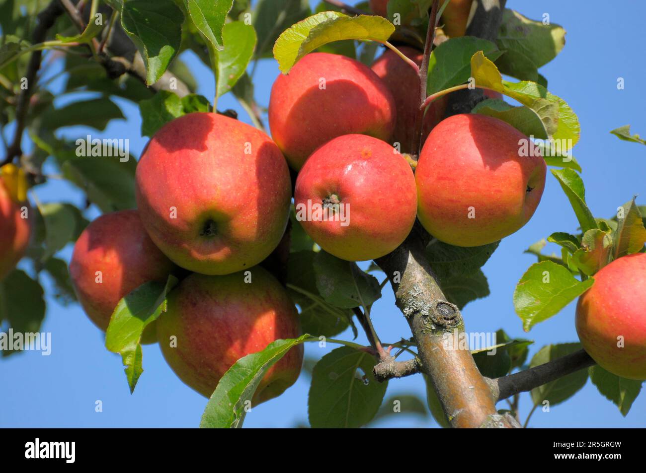 Idared variety hi-res stock photography and images - Alamy