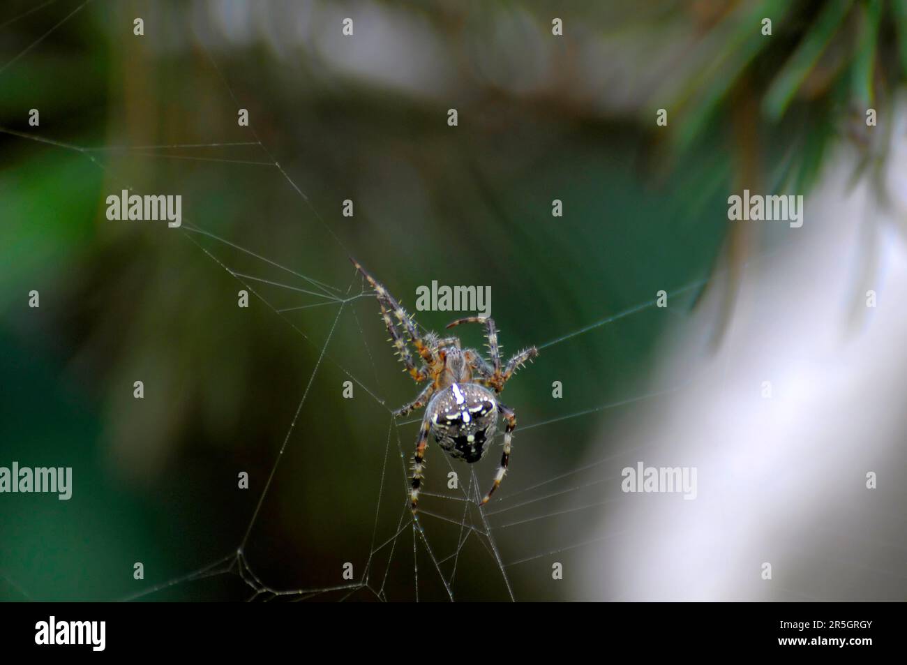 European garden spider (Araneus diadematus Stock Photo - Alamy