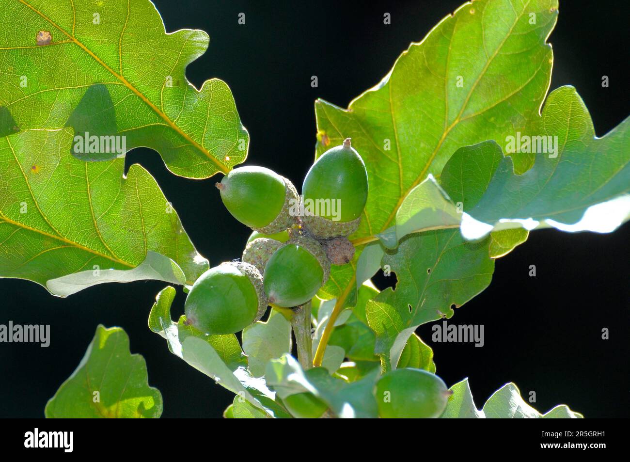 Acorns with foliage on the branch, English oak (Quercus robur Stock ...
