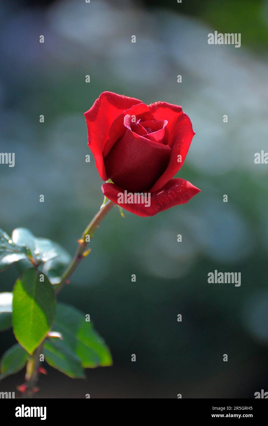 Single red rose in the garden Stock Photo - Alamy
