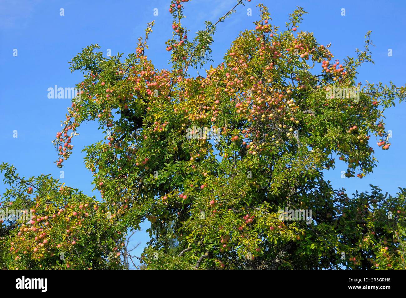 Apple tree fully hanging apple tree in autumn, cider fruit Stock Photo ...