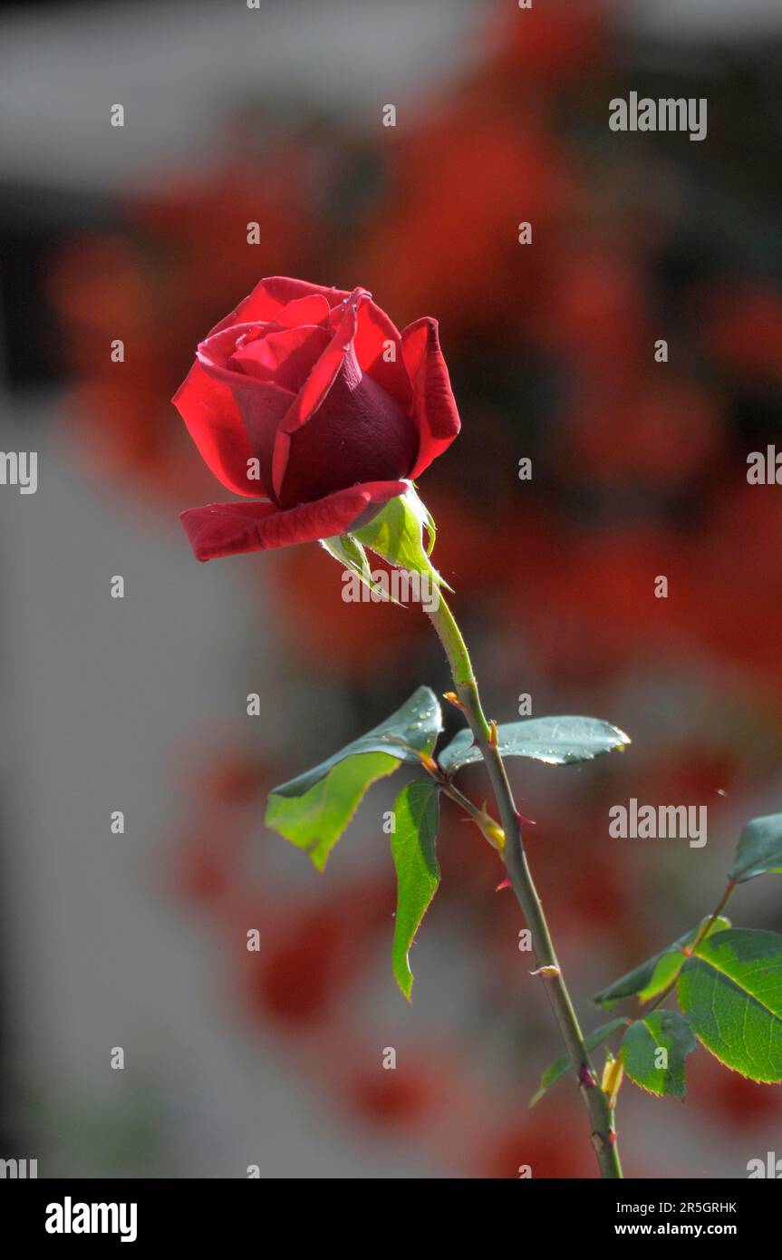 Single red rose in the garden Stock Photo - Alamy