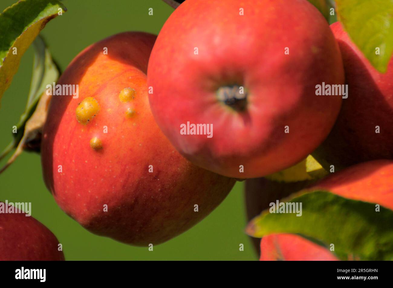 Idared variety hi-res stock photography and images - Alamy