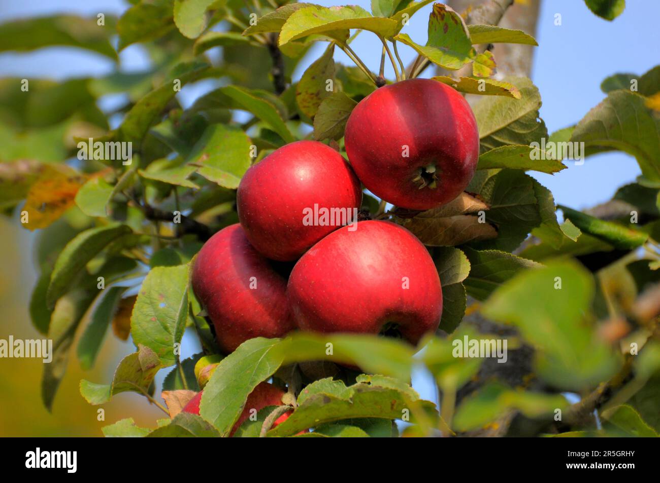 Apple Tree Variety : Idared Stock Photo - Alamy
