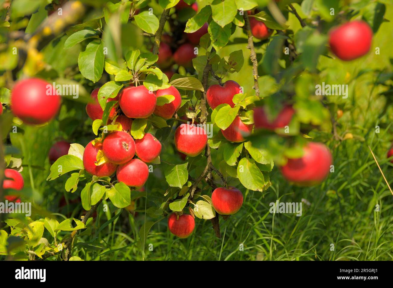 Idared hi-res stock photography and images - Alamy