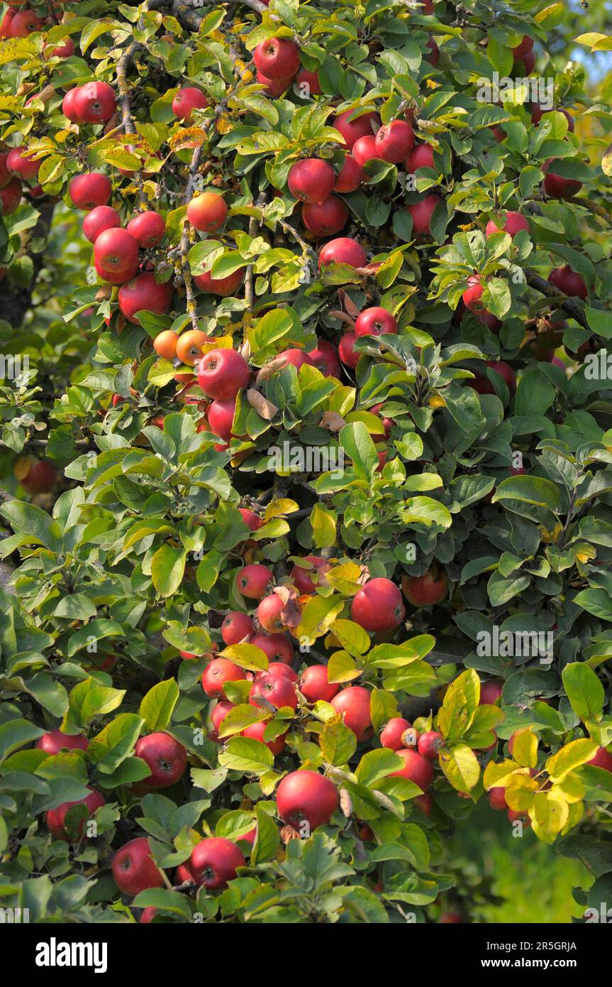 Apple Tree Variety : Idared Stock Photo - Alamy