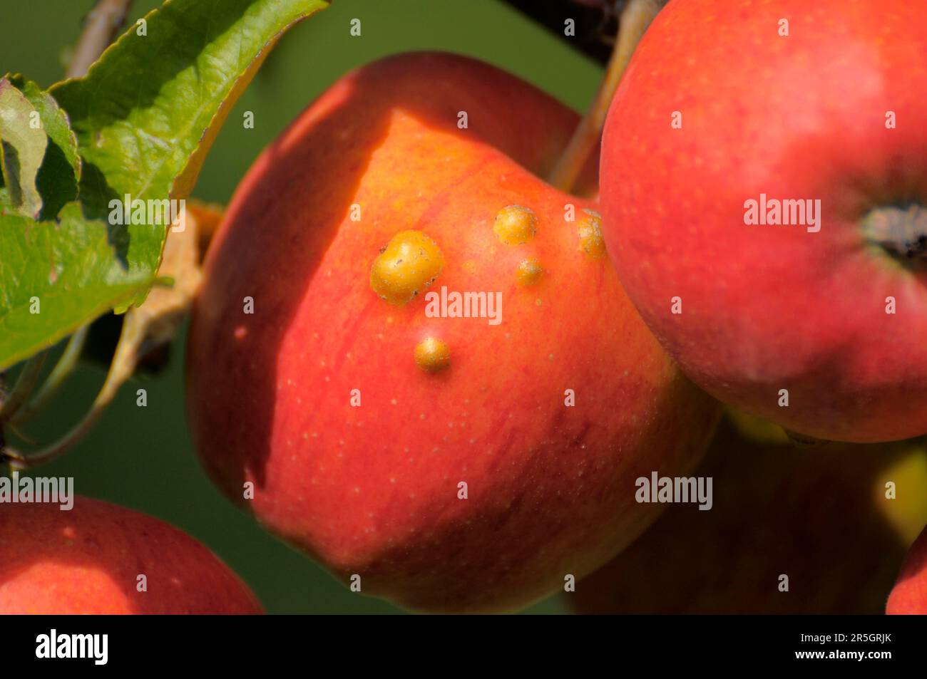 Idared variety hi-res stock photography and images - Alamy