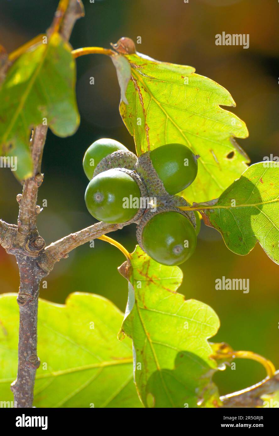 Acorns with foliage on the branch, English oak (Quercus robur Stock ...