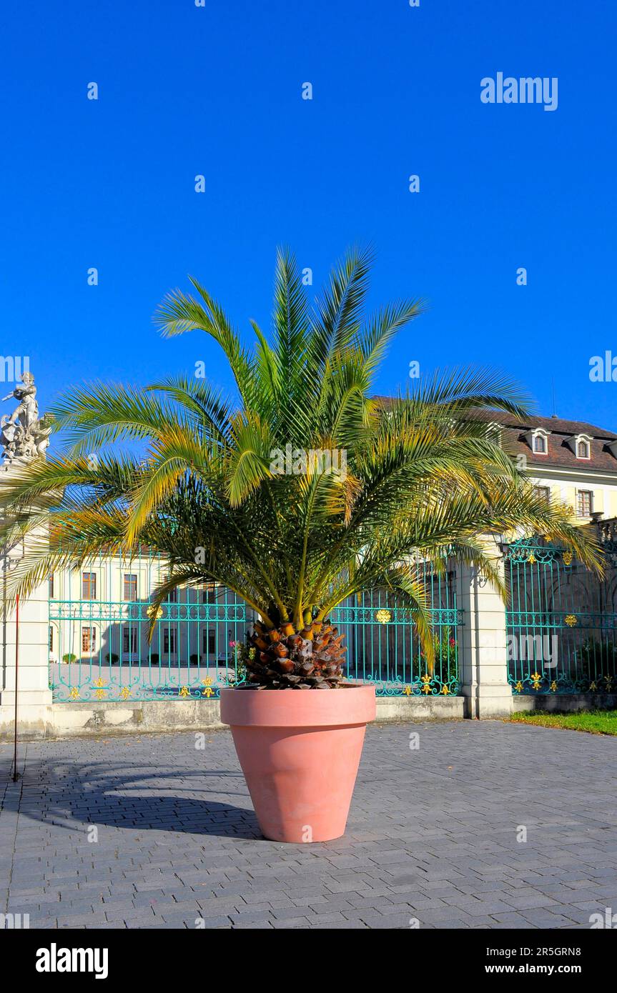 Ludwigsburg Flowering Baroque, Phoenix Palm in Giant Pot, Date Palm ...
