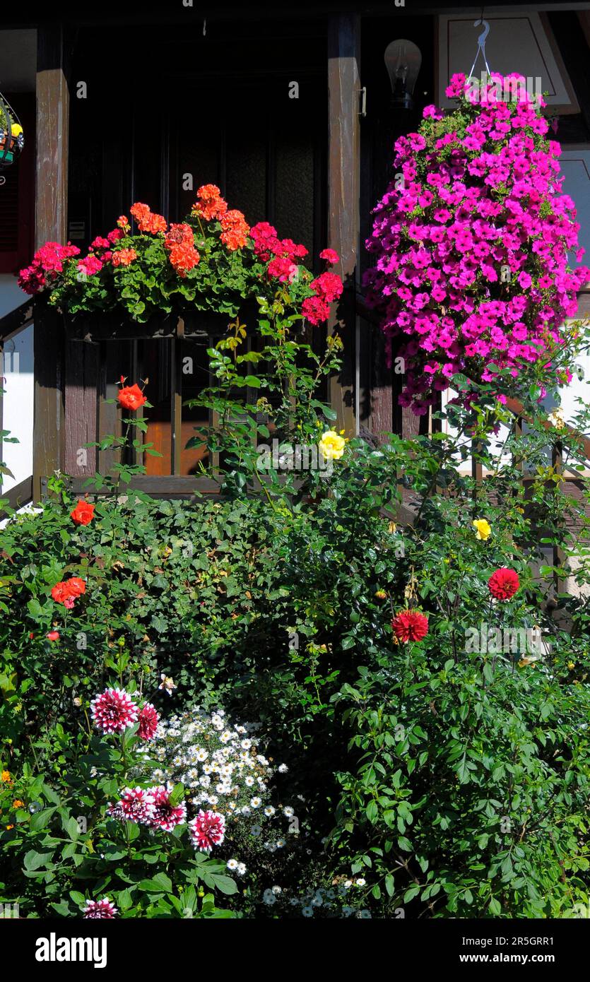 At the house entrance, petunias, traffic light with geraniums Stock ...