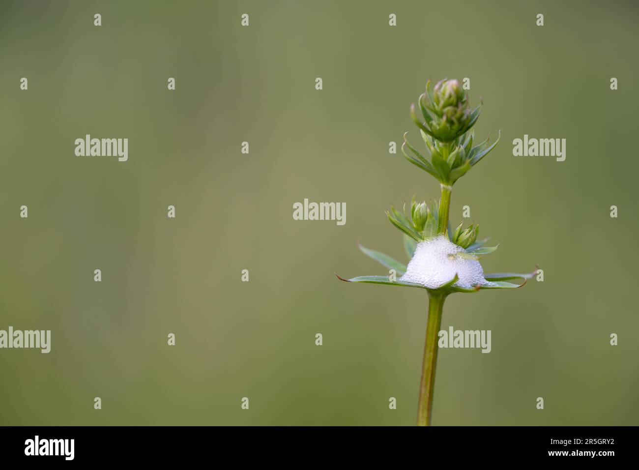 Spittlebug (Aphrophoridae), larval foam nest, Velbert, North Rhine ...