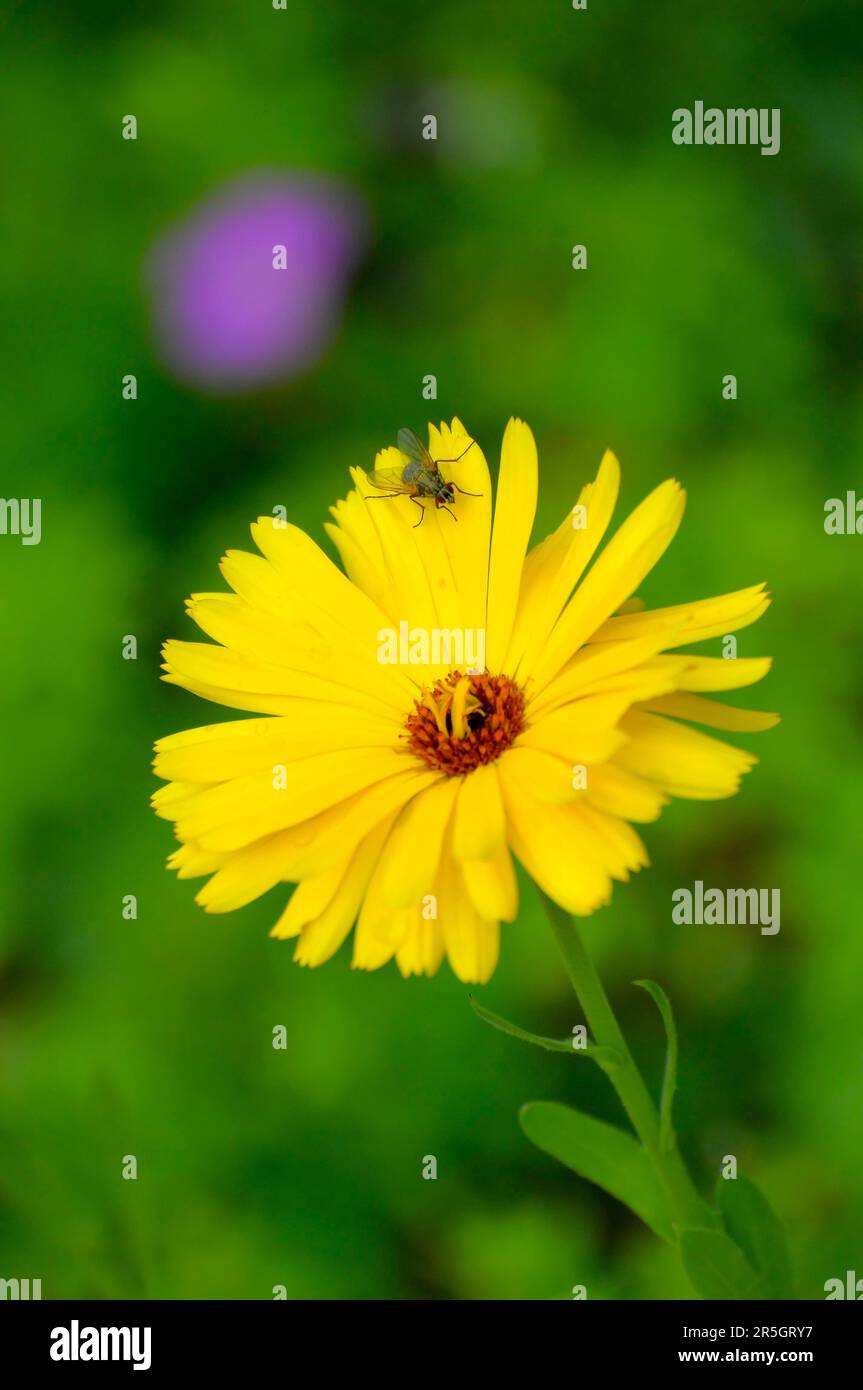 Yellow marigold (Calendula officinalis) with bee, marigold, garden ...