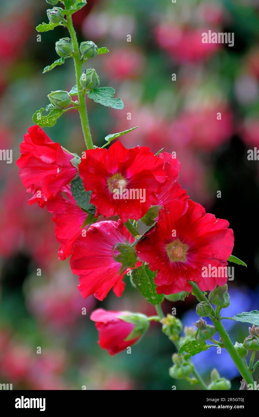 Hollyhock red flowering in the garden, hollyhock, hollyhock mallow ...