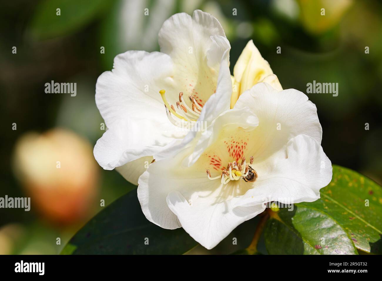 Rhododendron (Rhododendron Hybride Williamsianum cultivar Rothenburg ...