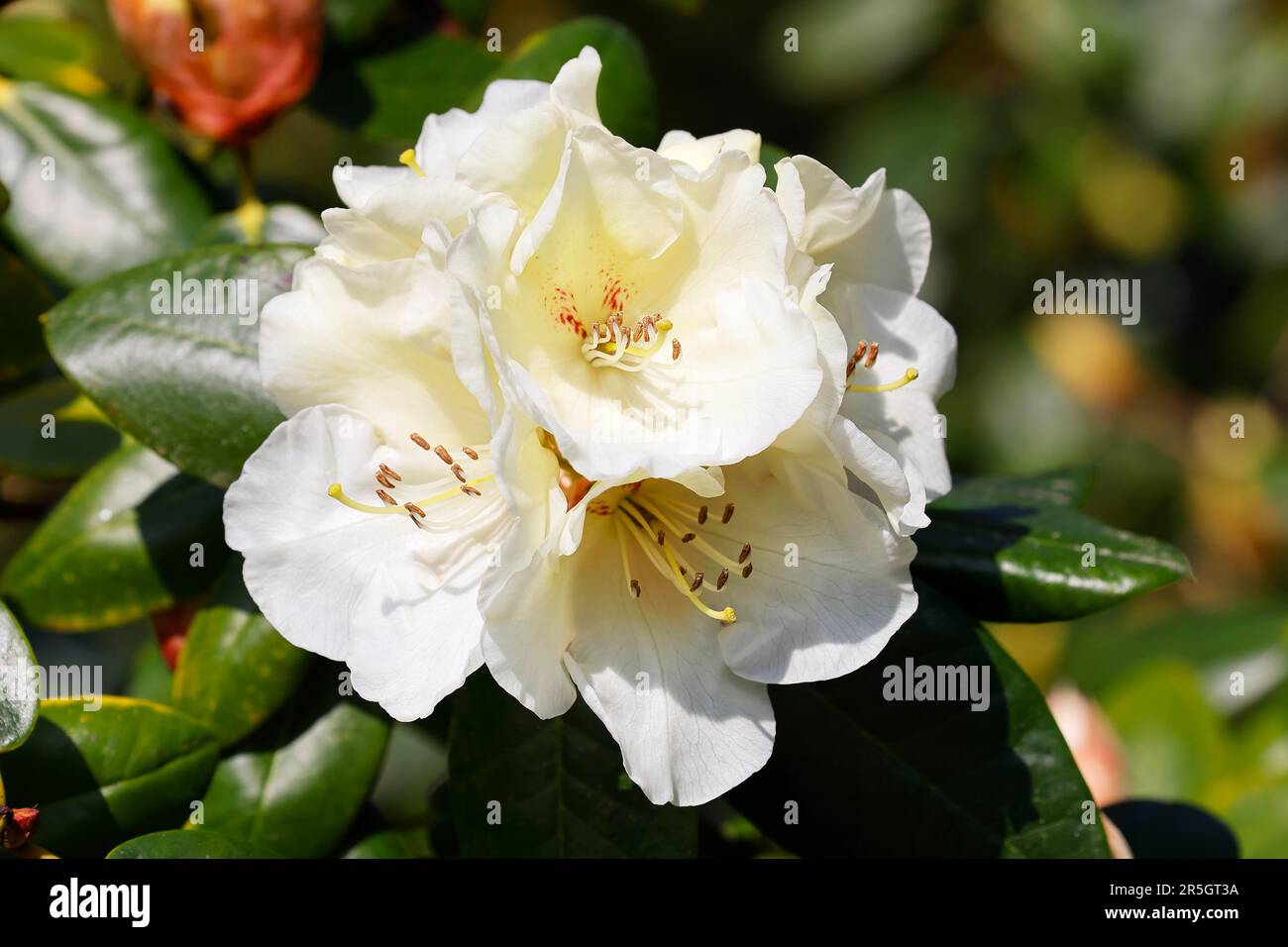 Rhododendron (Rhododendron Hybride Williamsianum cultivar Rothenburg ...