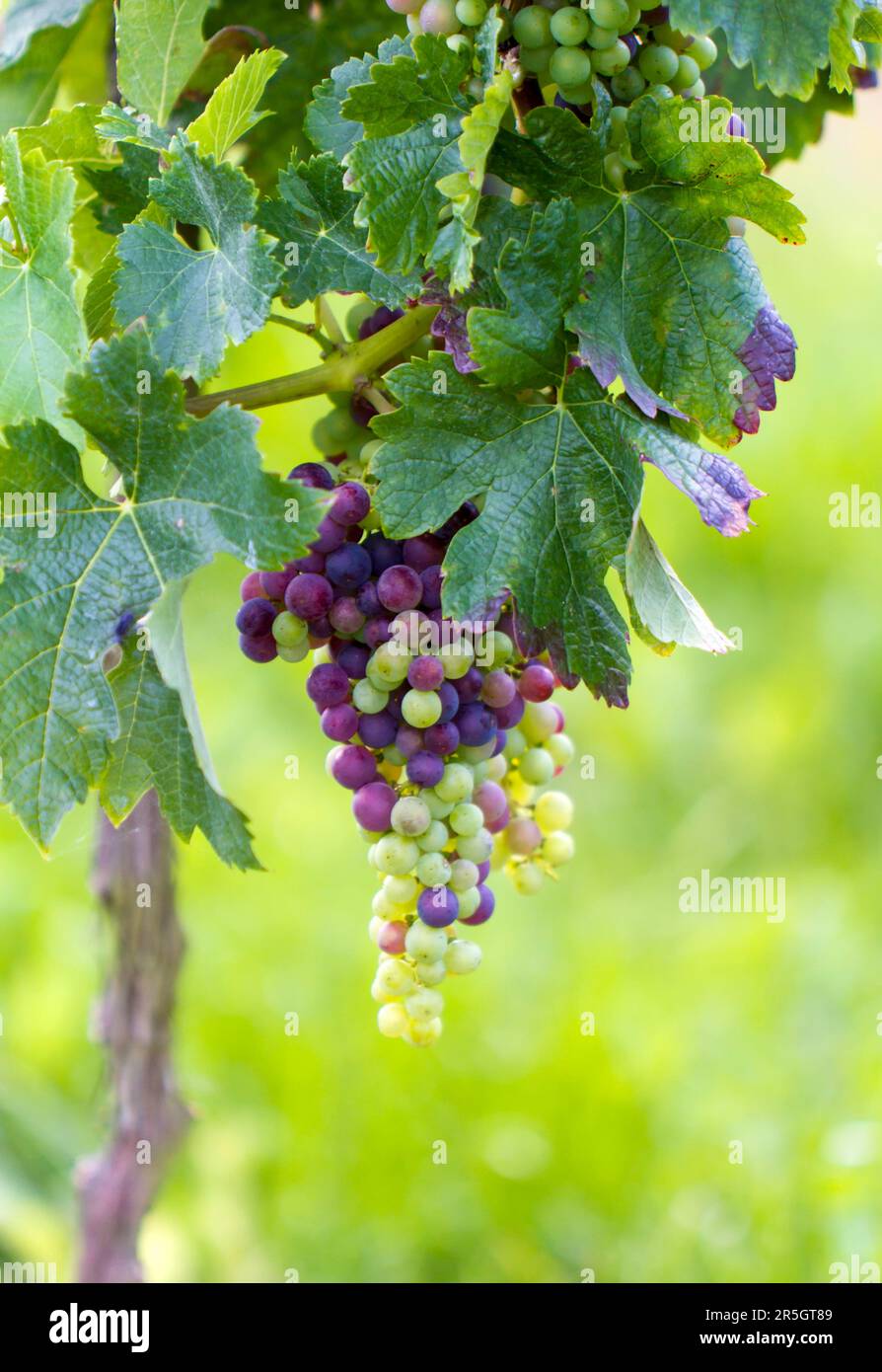 Rebstock hi-res stock photography and images - Alamy