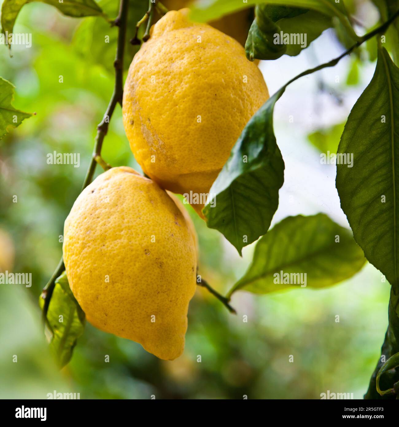 Lemon on the tree in Costiera Amalfitana, tipical Italian location for ...