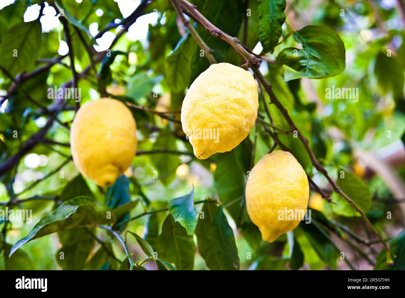 Lemon on the tree in Costiera Amalfitana, tipical Italian location for ...