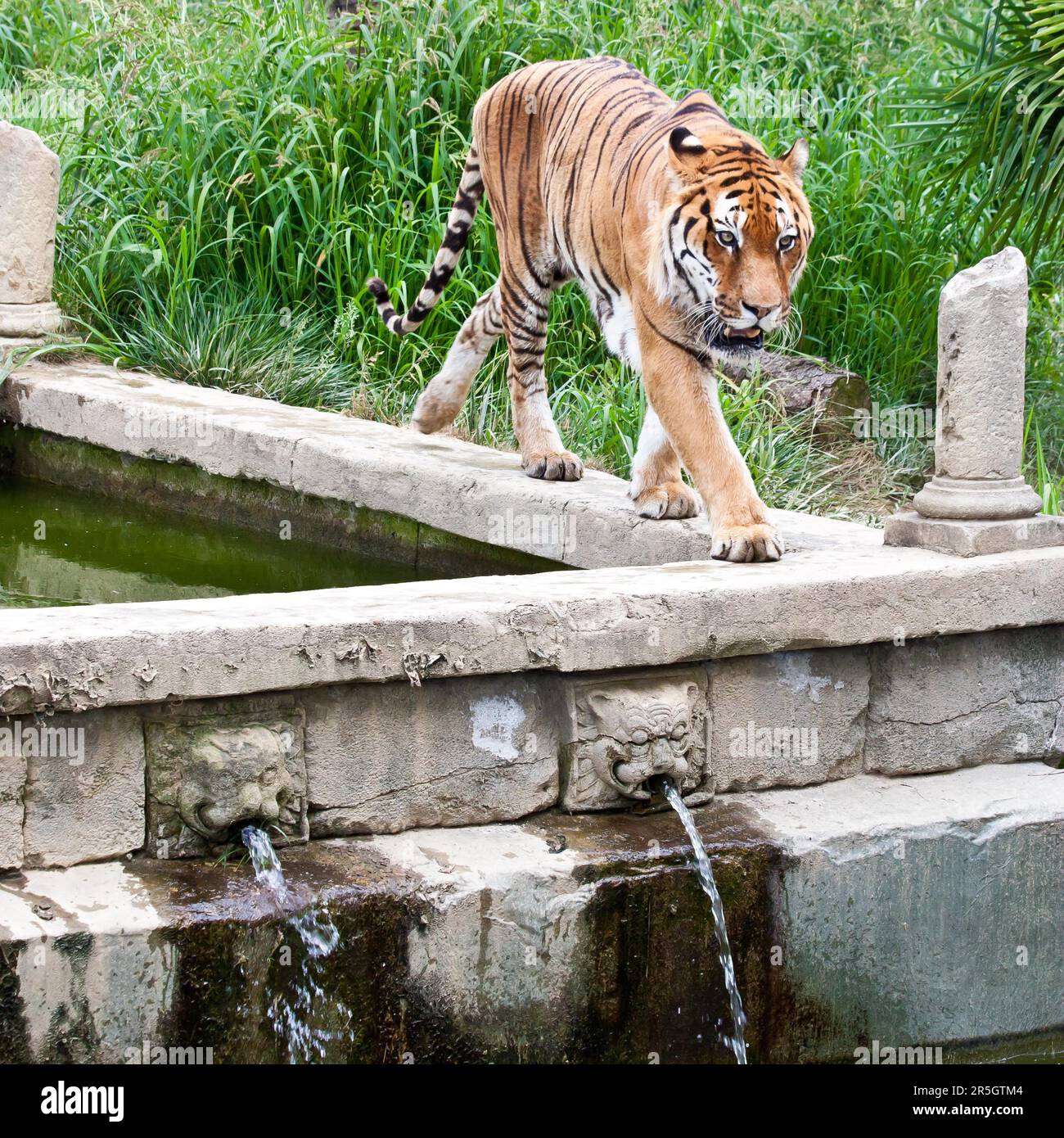 Tiger food zoo hi-res stock photography and images - Alamy
