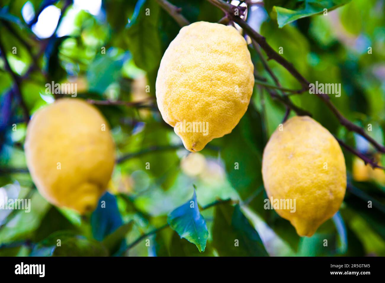 Lemon on the tree in Costiera Amalfitana, tipical Italian location for ...