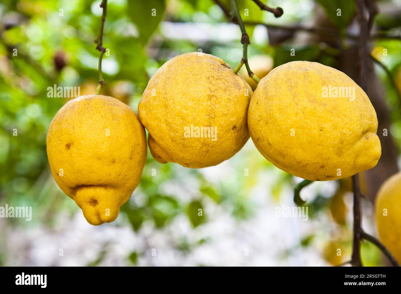 Lemon on the tree in Costiera Amalfitana, tipical Italian location for ...