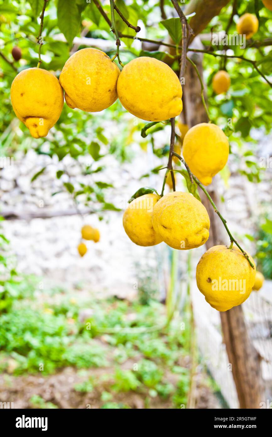 Lemon on the tree in Costiera Amalfitana, tipical Italian location for ...