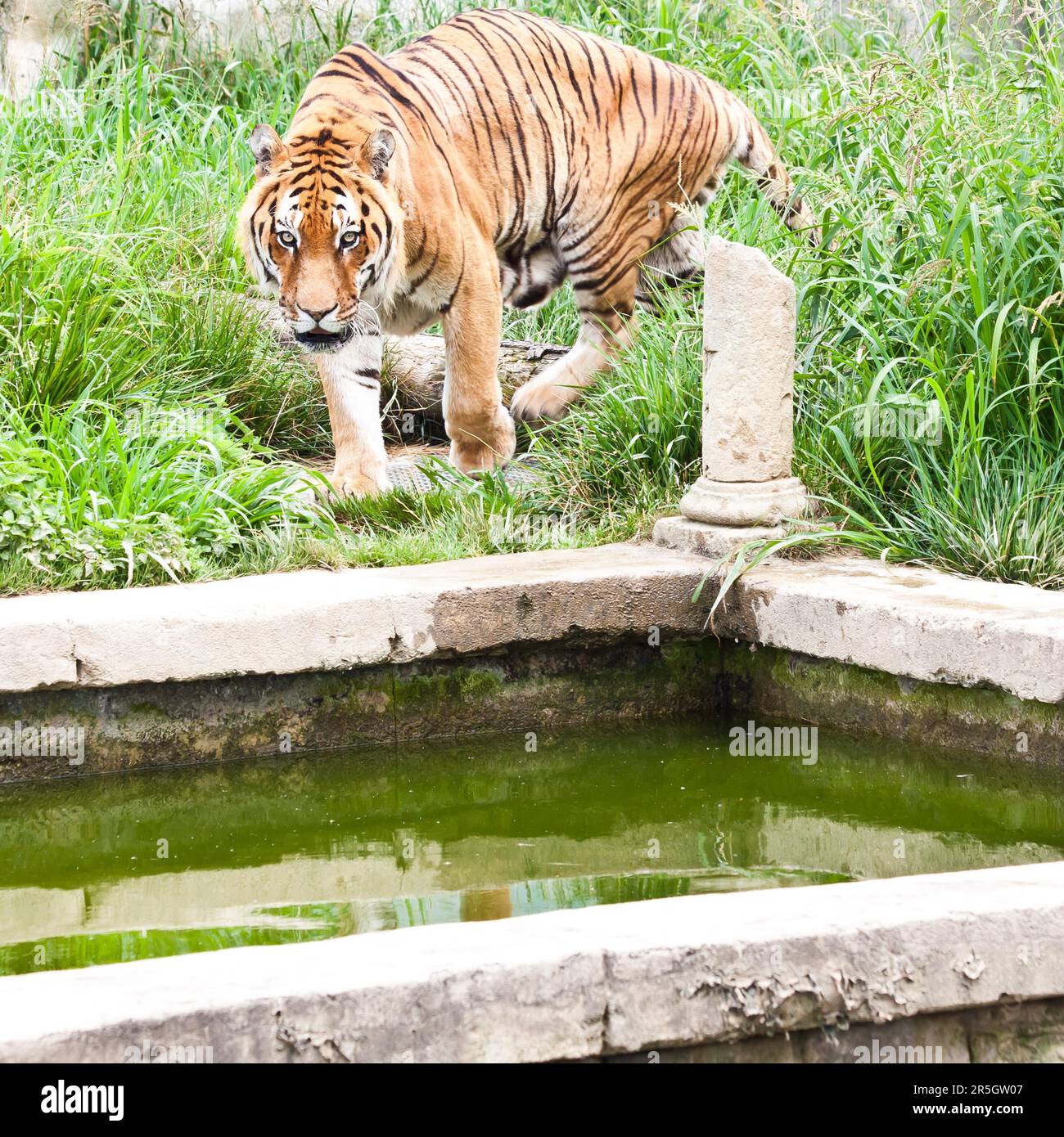 A hungry tiger looking for food in a private zoo, Italy Stock Photo - Alamy