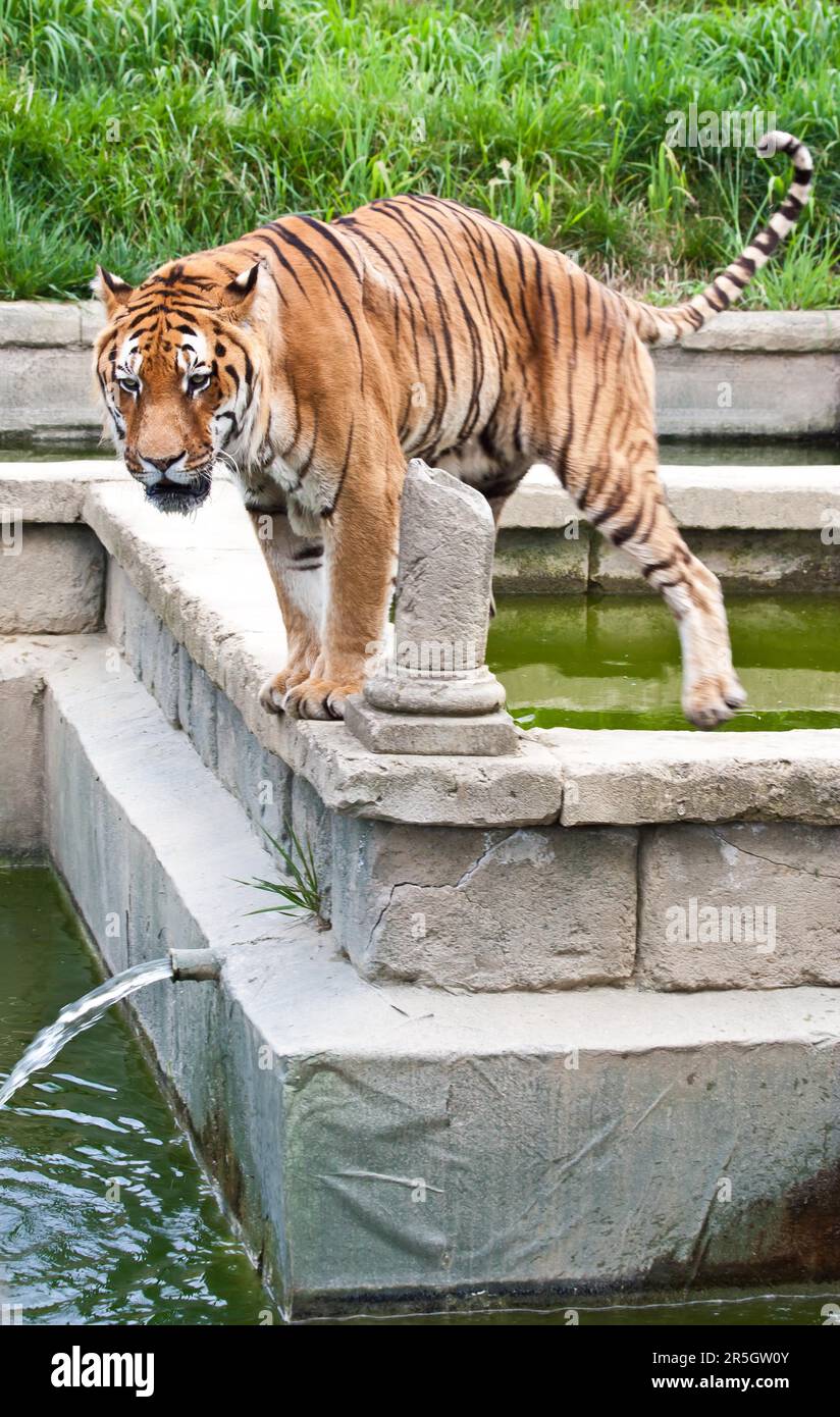 A hungry tiger looking for food in a private zoo, Italy Stock Photo - Alamy