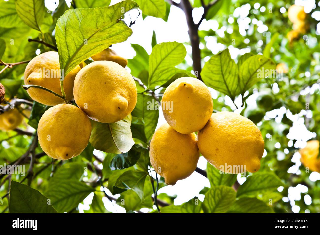 Lemon on the tree in Costiera Amalfitana, tipical Italian location for ...