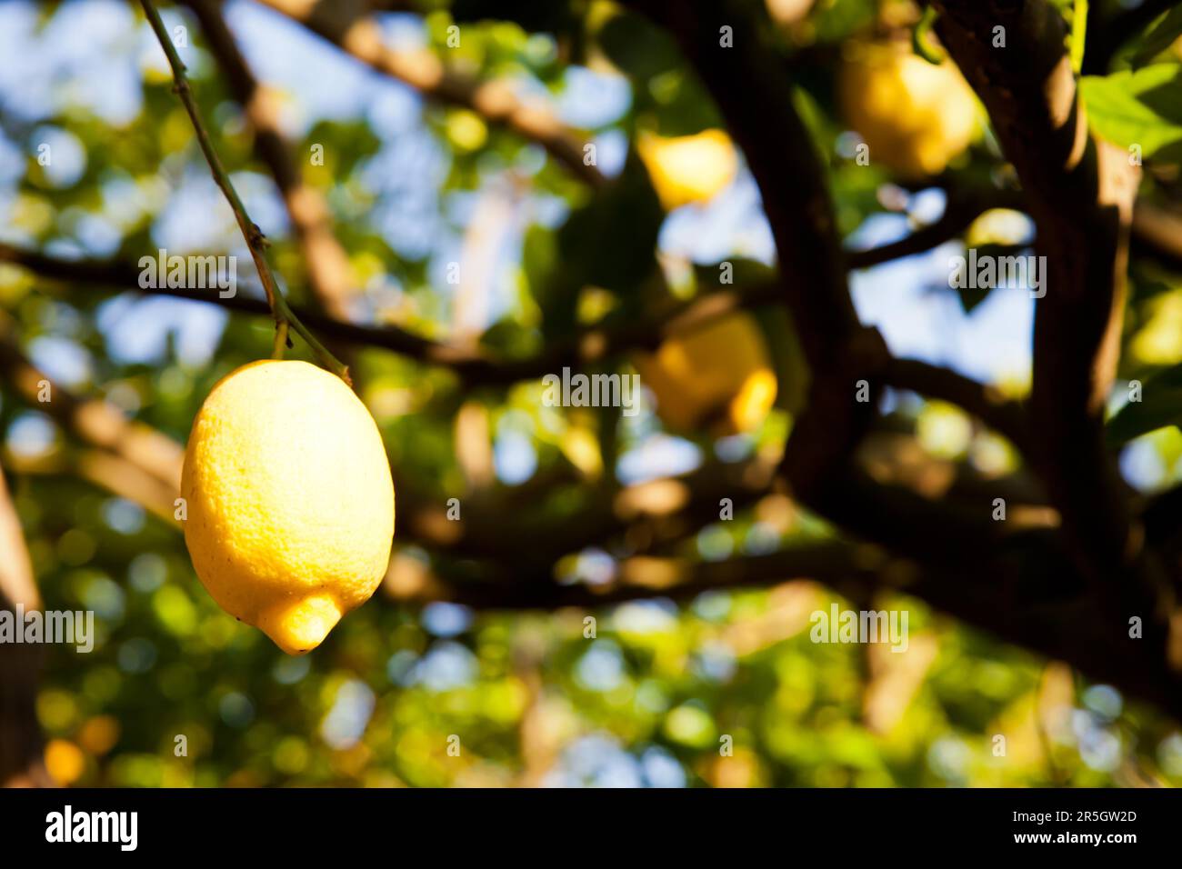 Lemon on the tree in Costiera Amalfitana, tipical Italian location for ...