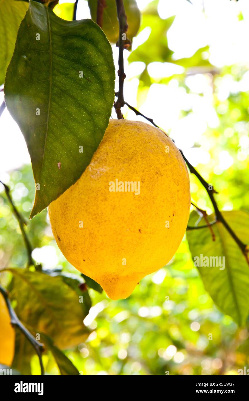 Lemon on the tree in Costiera Amalfitana, tipical Italian location for ...