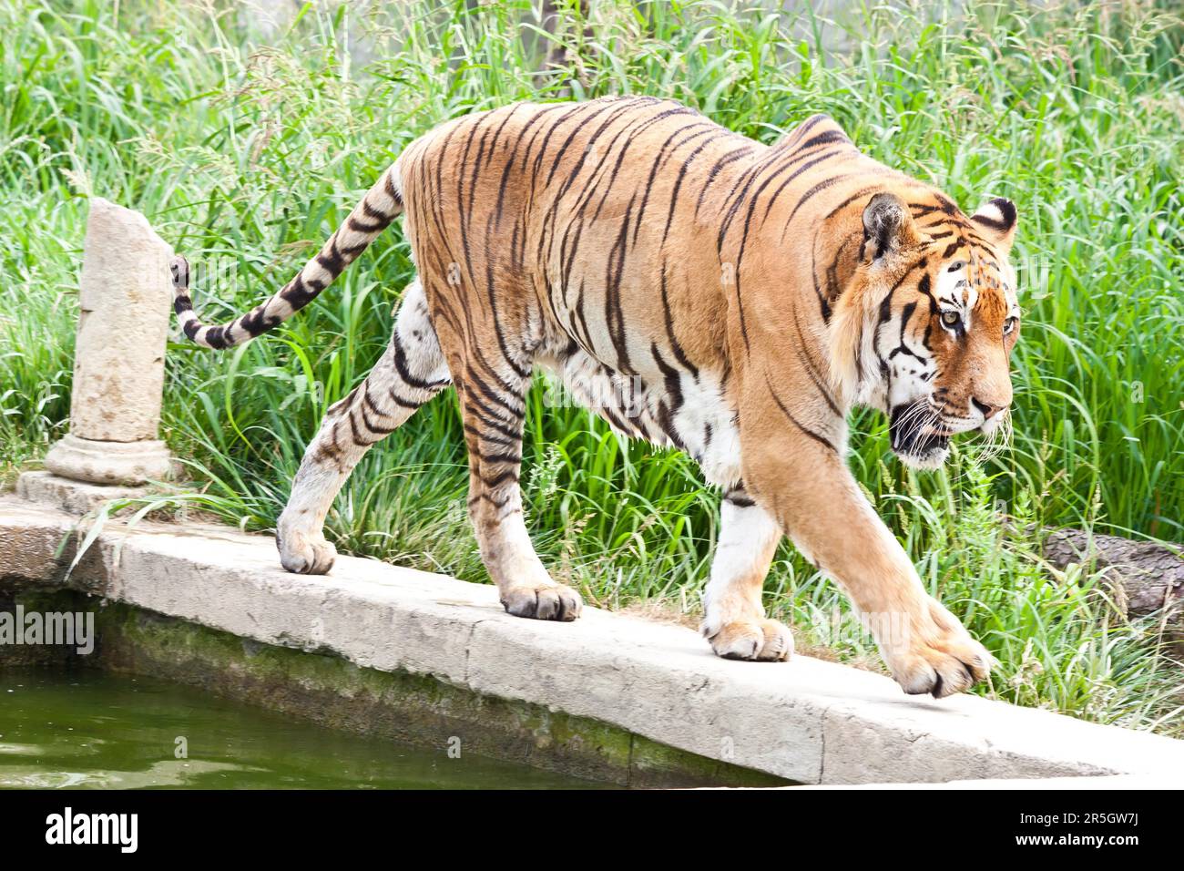 Tiger food zoo hi-res stock photography and images - Alamy