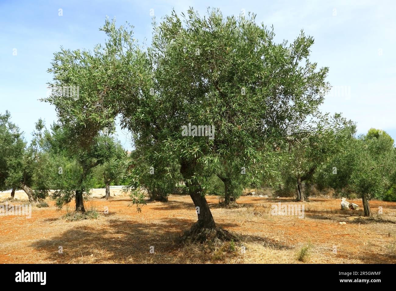 Olive tree on red soil hi-res stock photography and images - Alamy