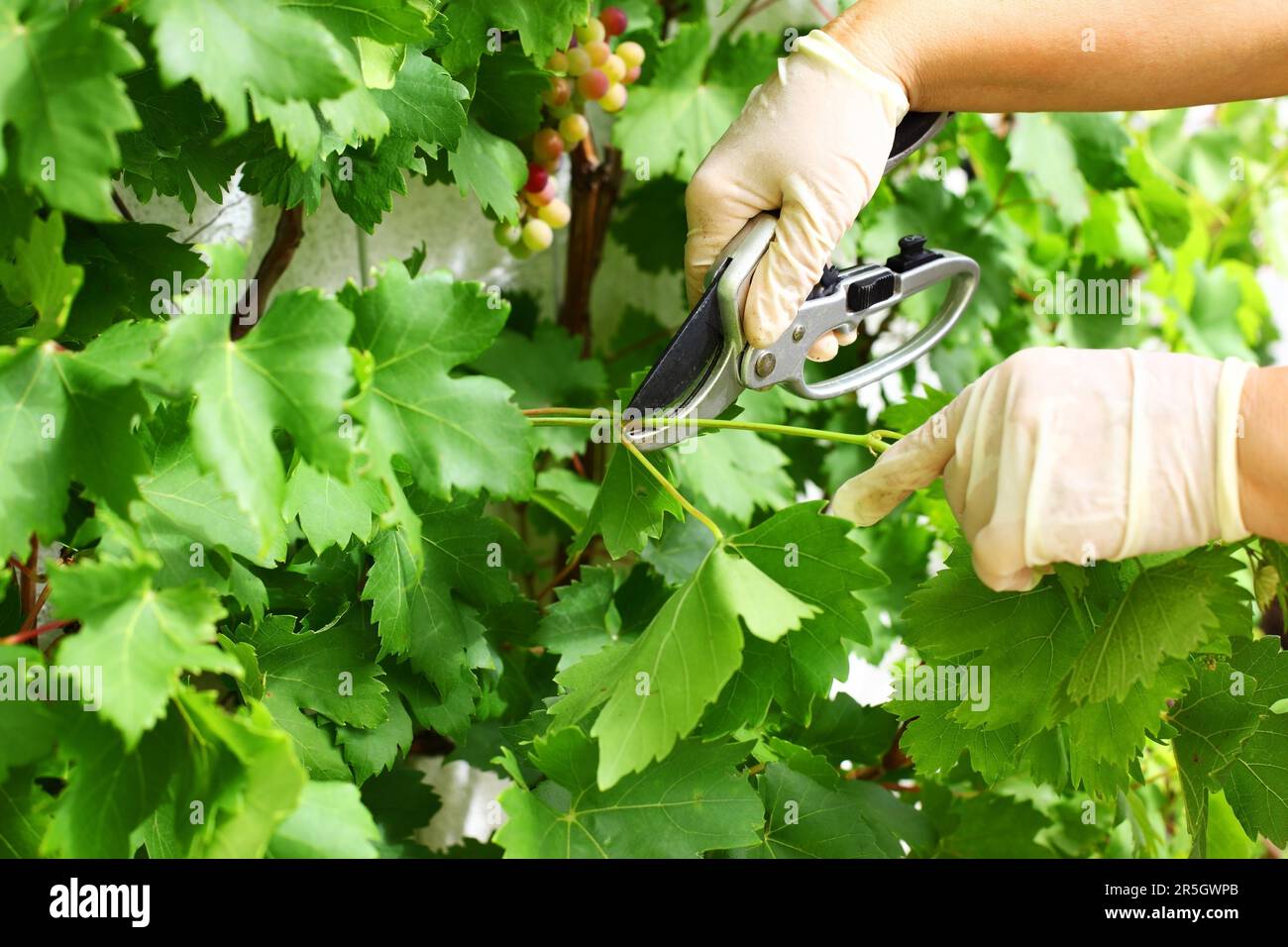 Winery building detail hi-res stock photography and images - Alamy