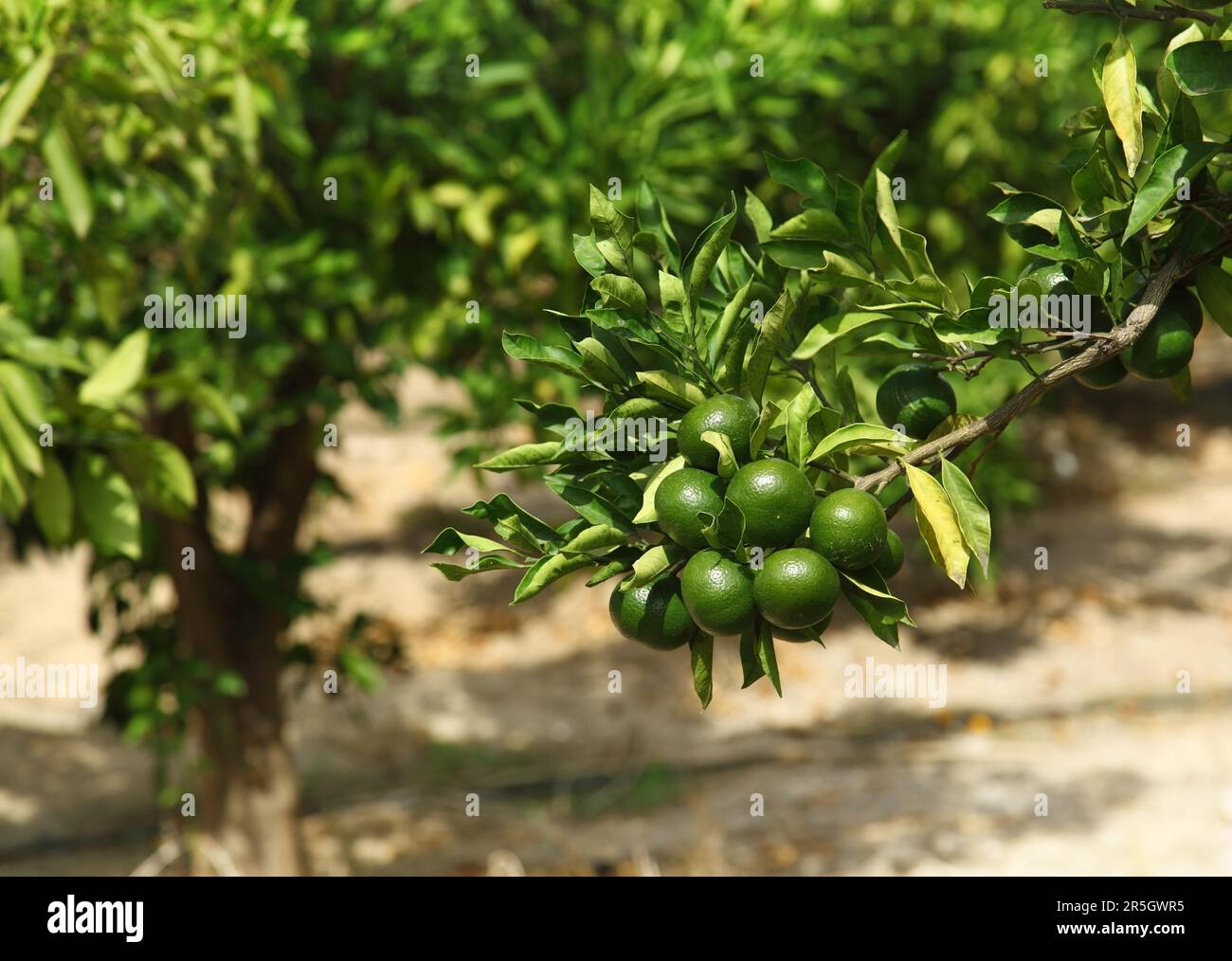 Orange orchard with unripe oranges Stock Photo - Alamy
