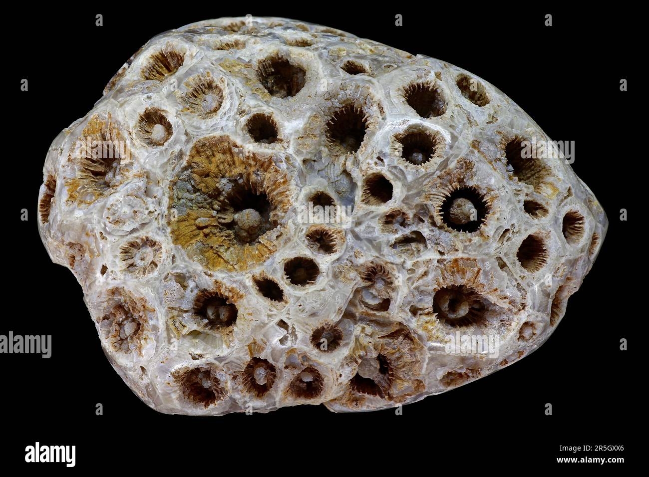 Fossil colonial corals replaced by quartz and chalcedony against a ...