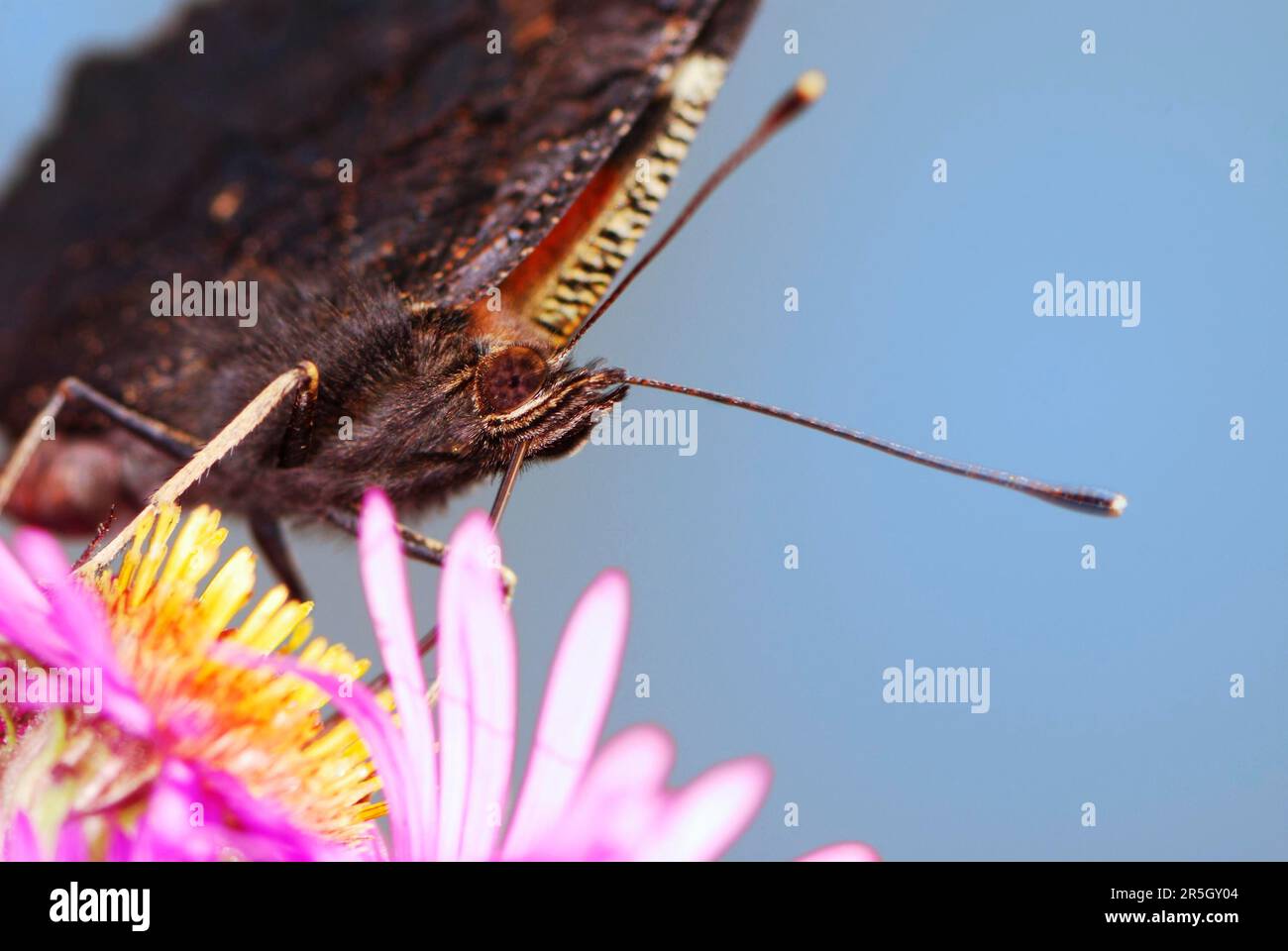 Butterfly collecting nectar on an aster flower Stock Photo - Alamy