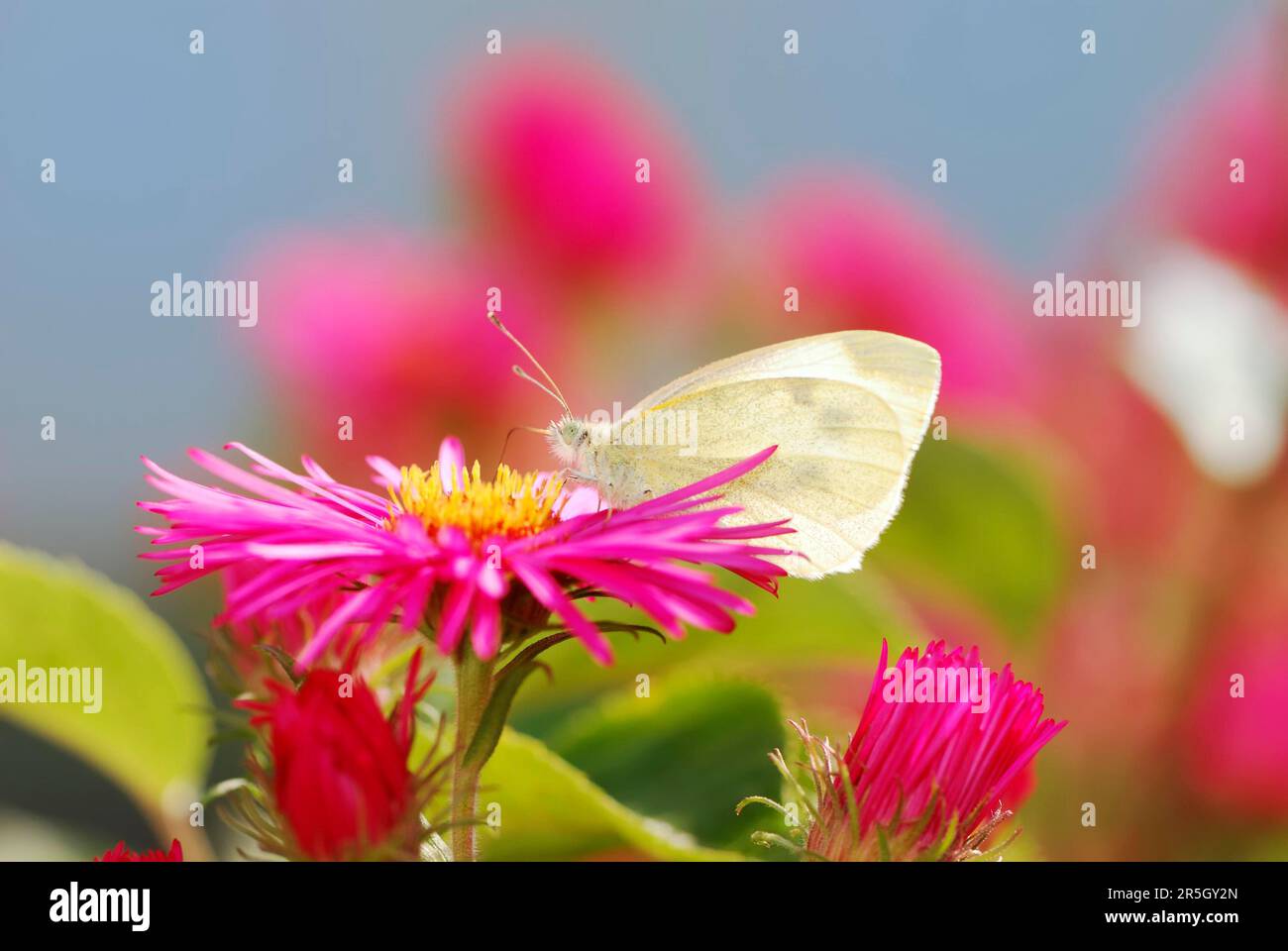 White butterfly collecting nectar on an aster flower Stock Photo - Alamy