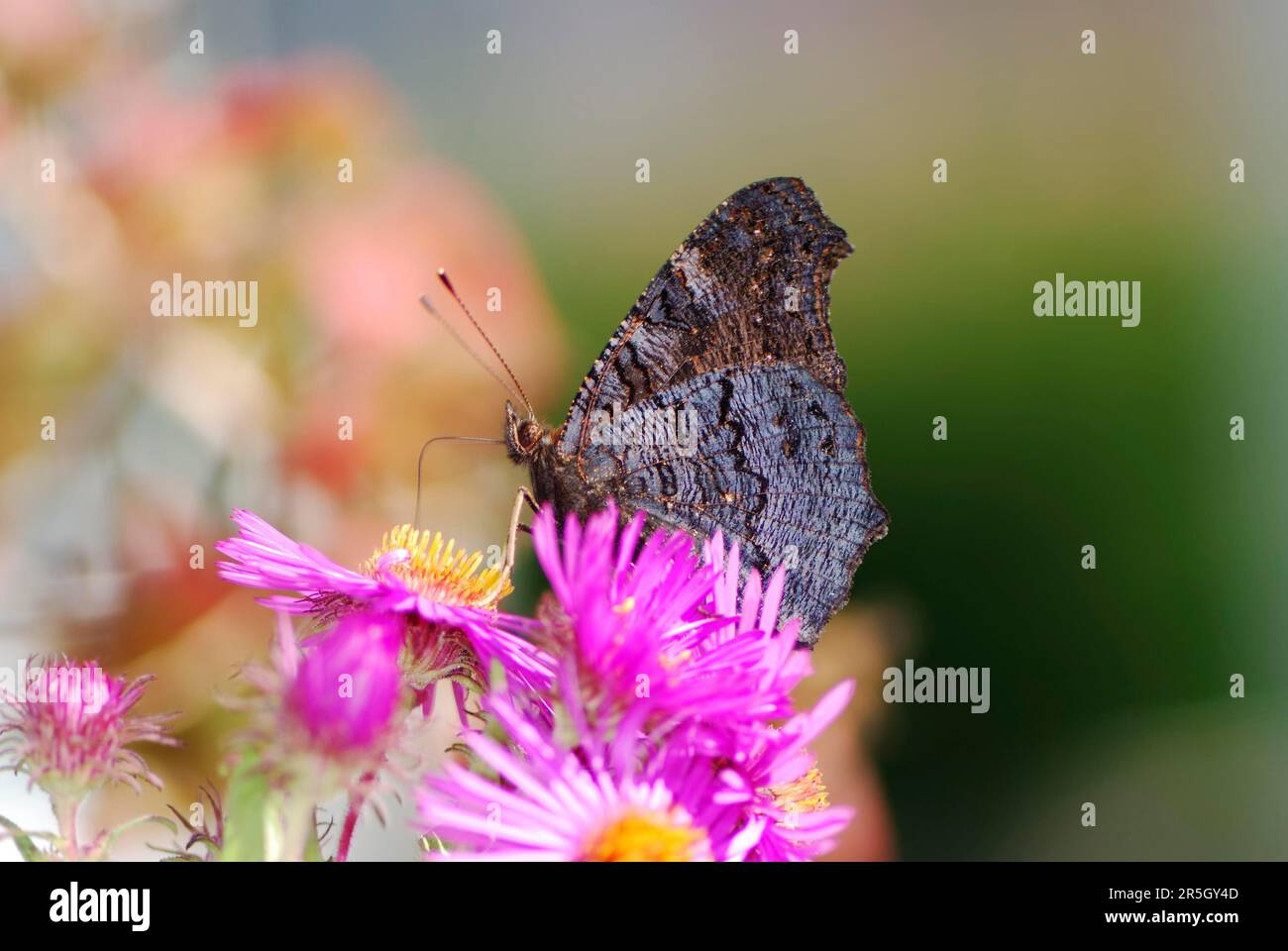 Butterfly collecting nectar on an aster flower Stock Photo - Alamy