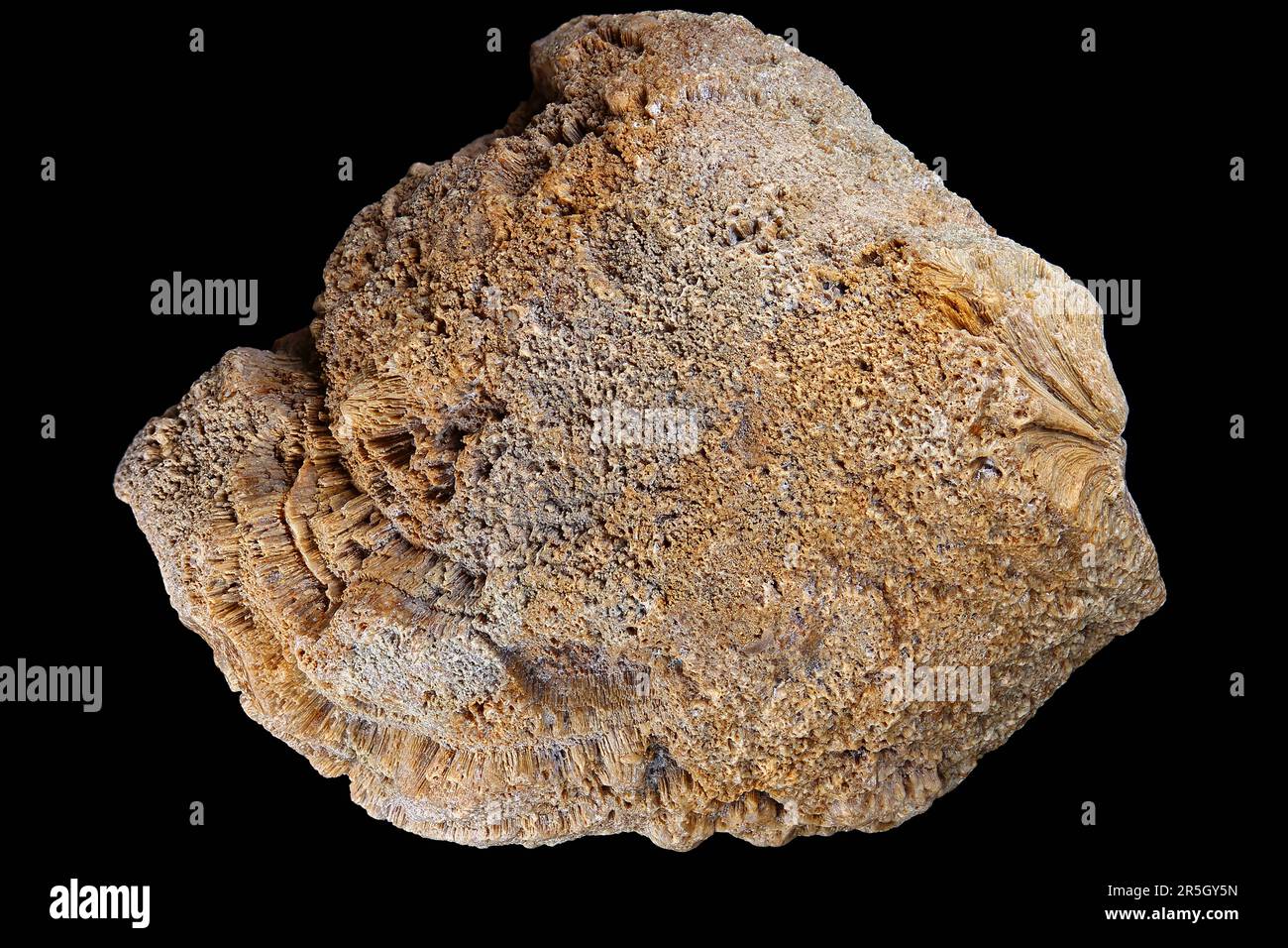 Fossilized colonial sponge (Genus Chaetetes). Carboniferous period ...