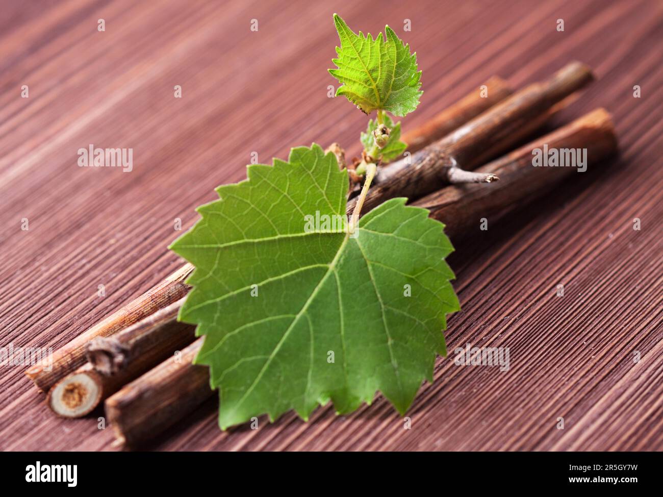 Vine twig hi-res stock photography and images - Alamy