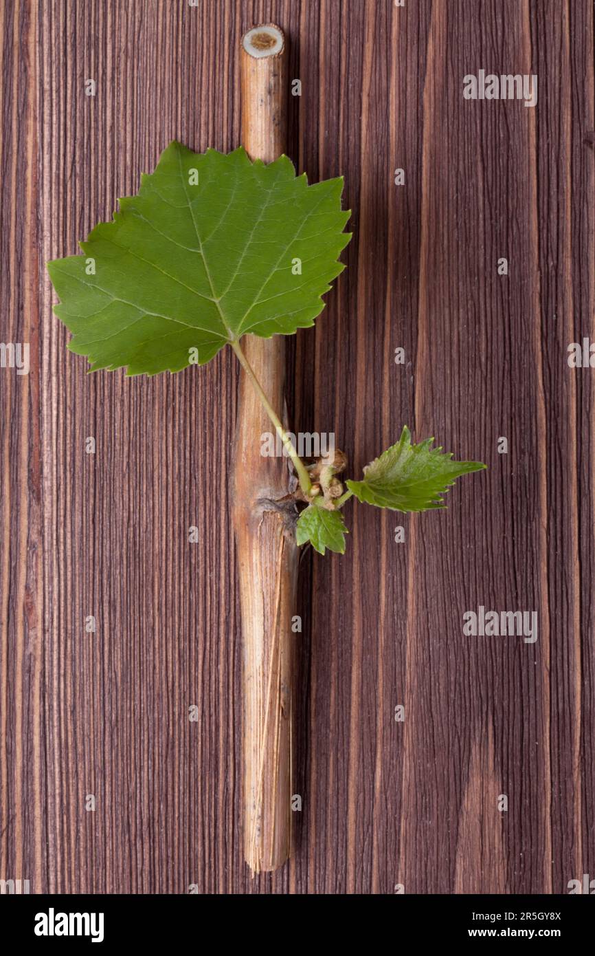 Vine twig hi-res stock photography and images - Alamy