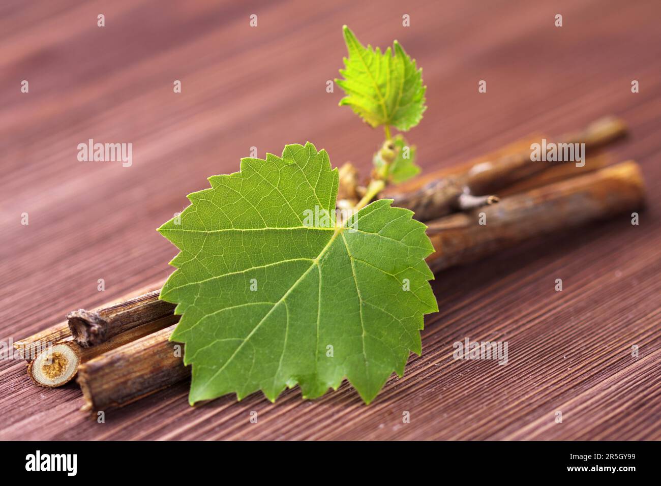 Vine twig hi-res stock photography and images - Alamy