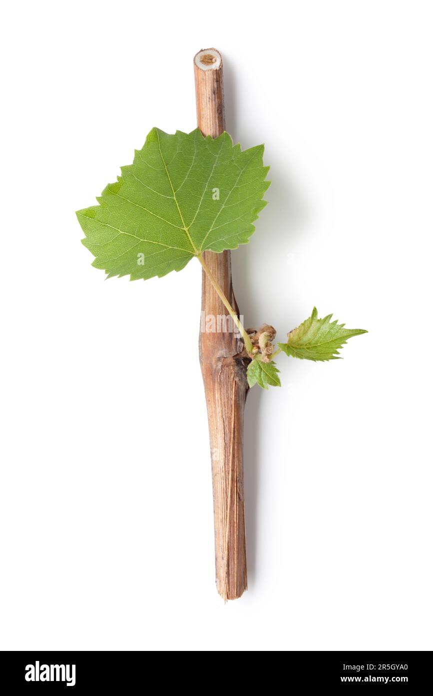 Grape vine Cut Out Stock Images & Pictures - Alamy