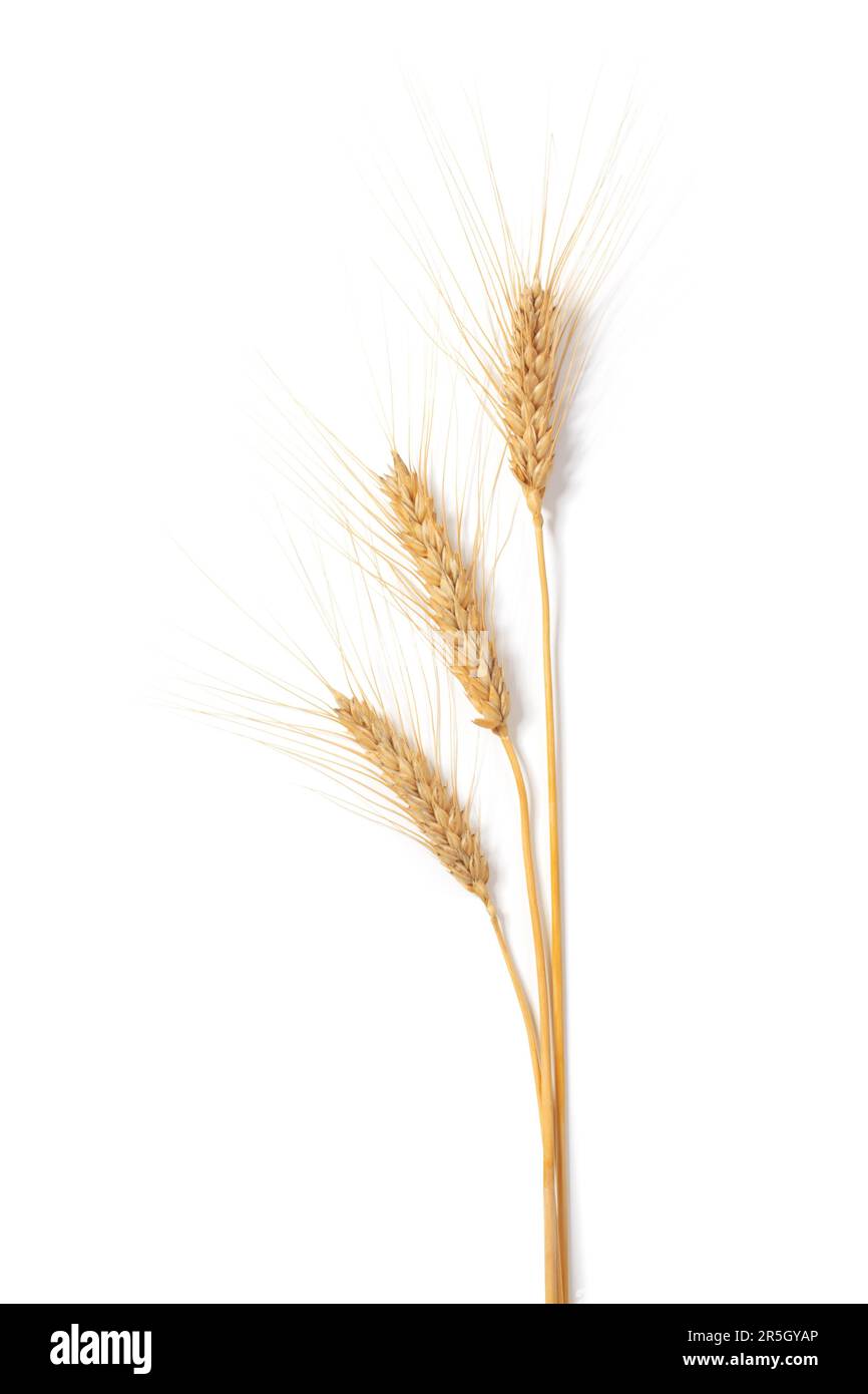 Wheat stems, on white background Stock Photo - Alamy