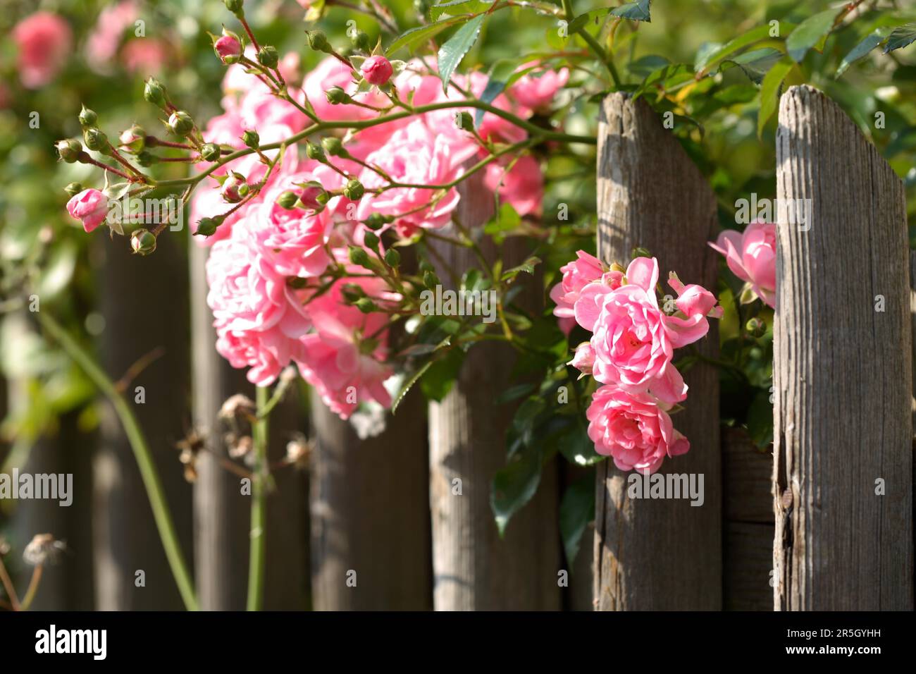 Rose on the garden fence Stock Photo - Alamy