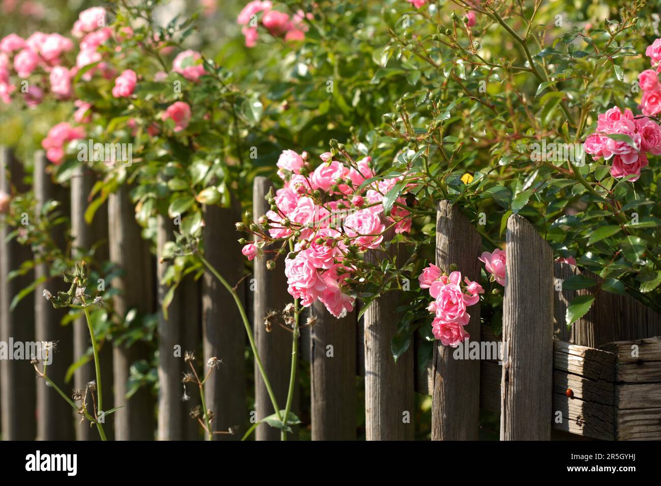 Rose on the garden fence Stock Photo - Alamy