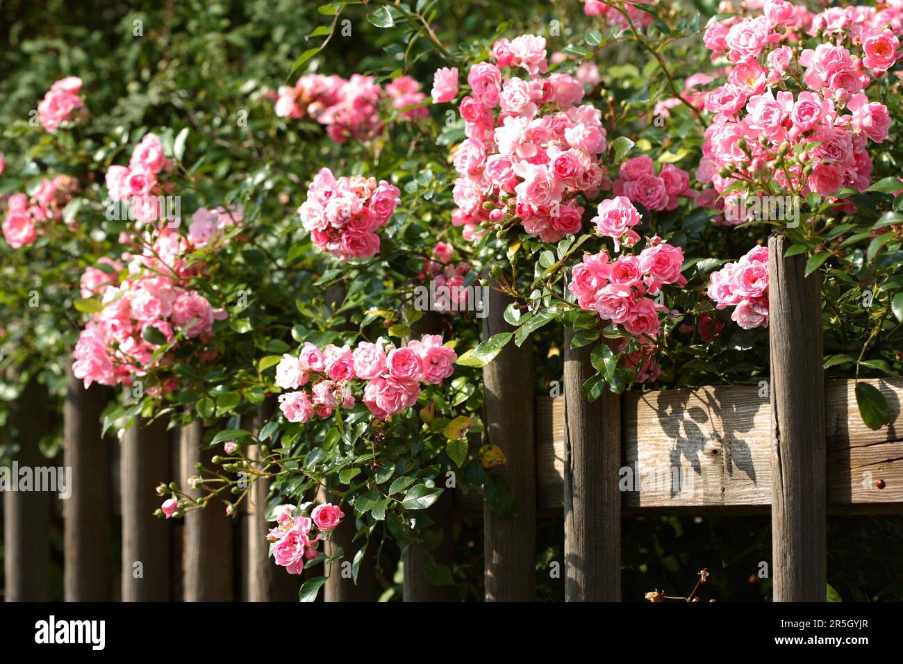 Rose on the garden fence Stock Photo - Alamy