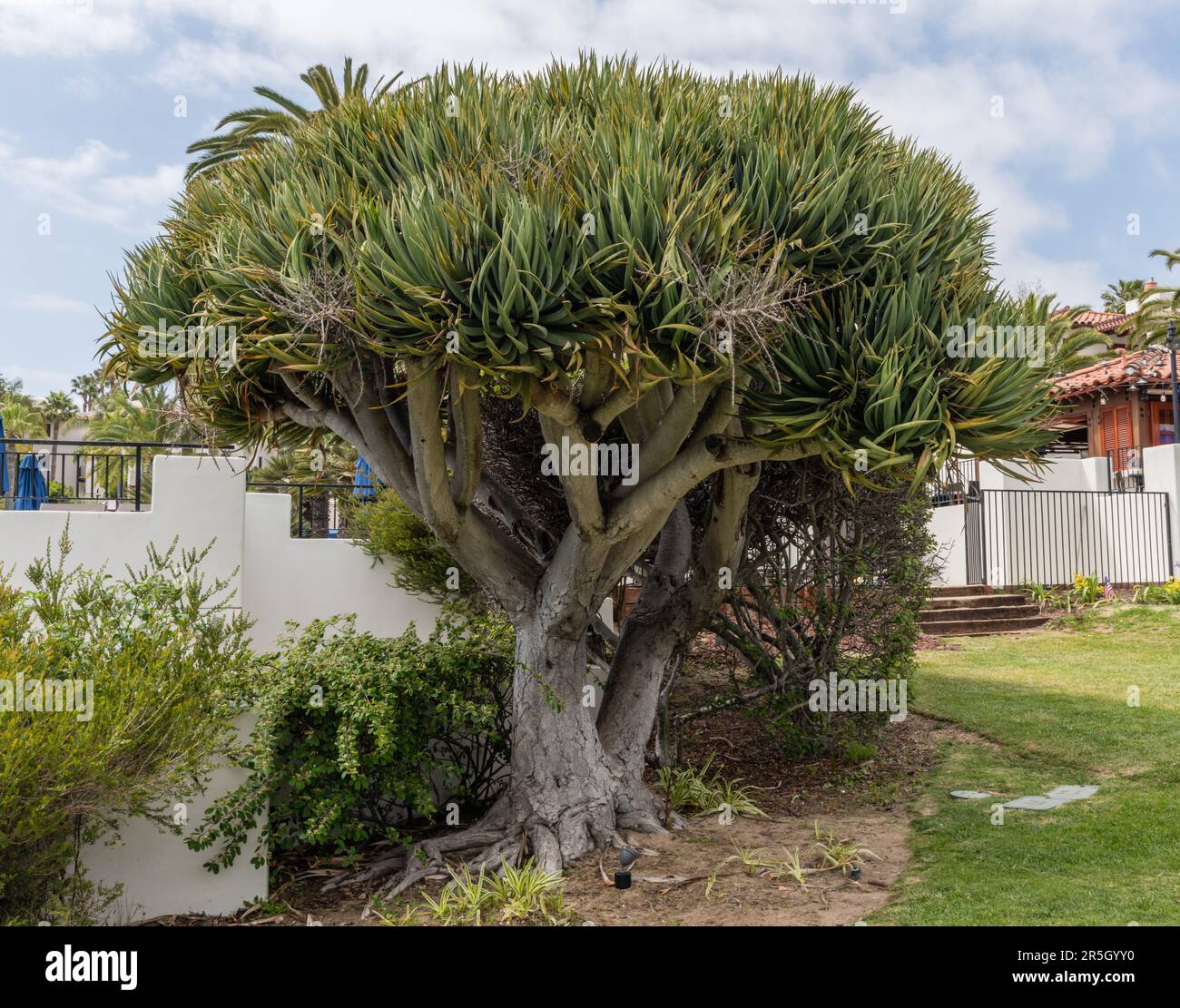 Scenic dragon tree at the coastal area of Goleta near Santa Barbara ...