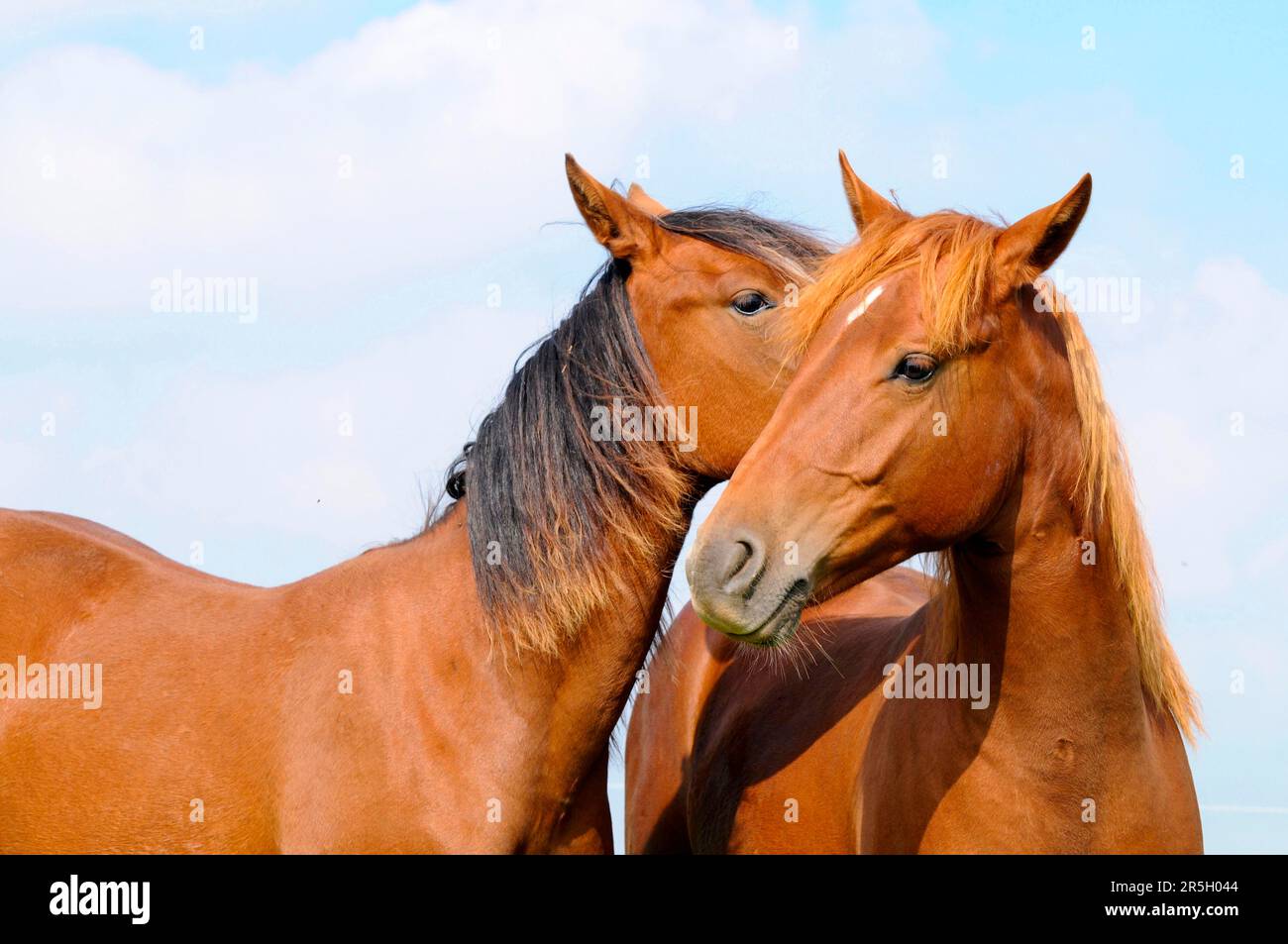 American Quarter Horse, Yearlings Stock Photo - Alamy